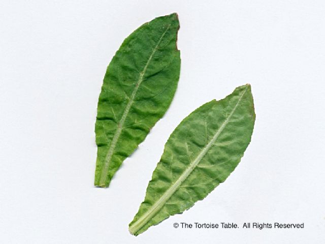 Browse and Search the Tortoise Table Plant Database