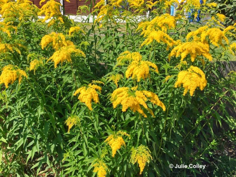 Solidago Mollis