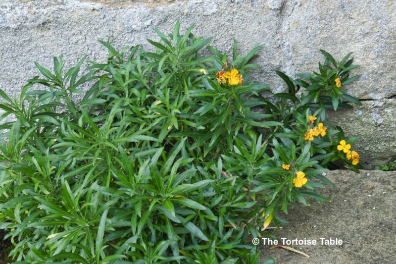 Browse and Search the Tortoise Table Plant Database