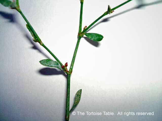 Browse and Search the Tortoise Table Plant Database
