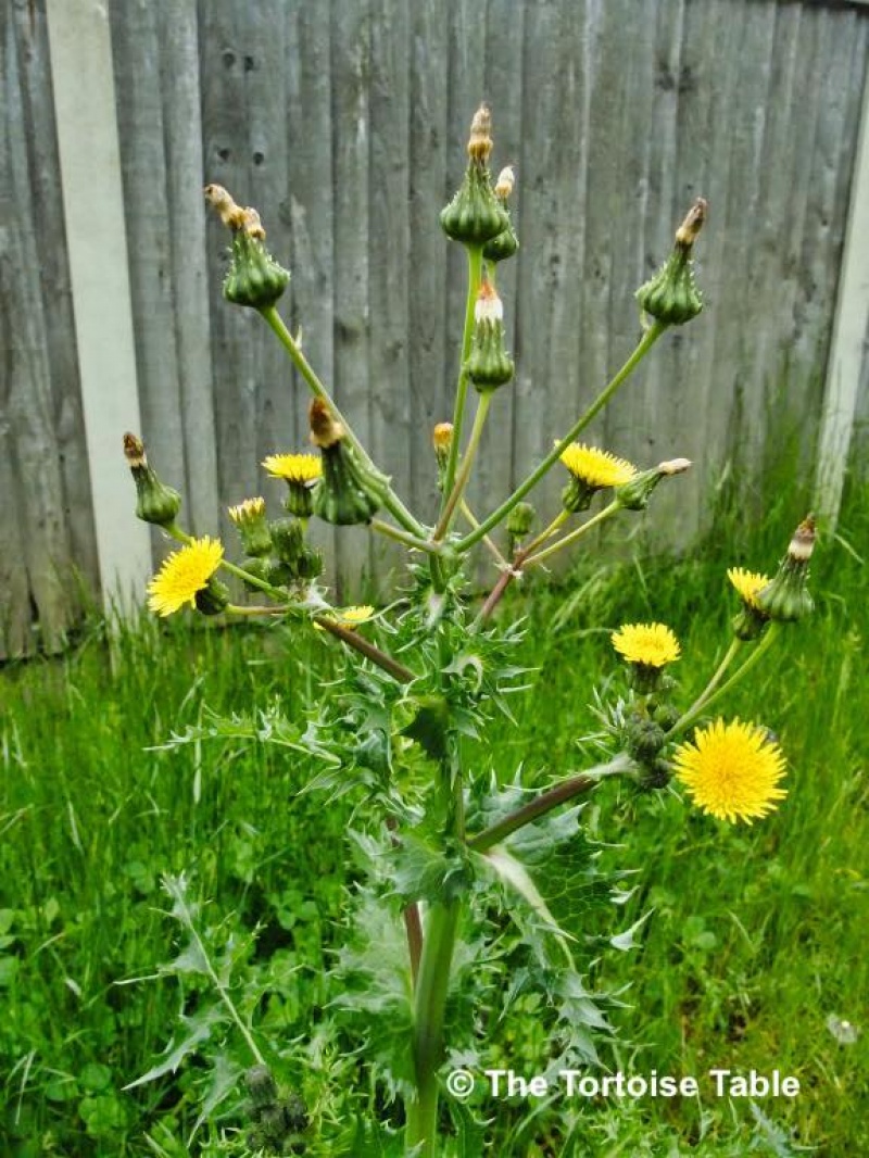 Browse and Search the Tortoise Table Plant Database