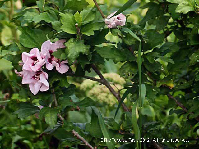 Browse and Search the Tortoise Table Plant Database