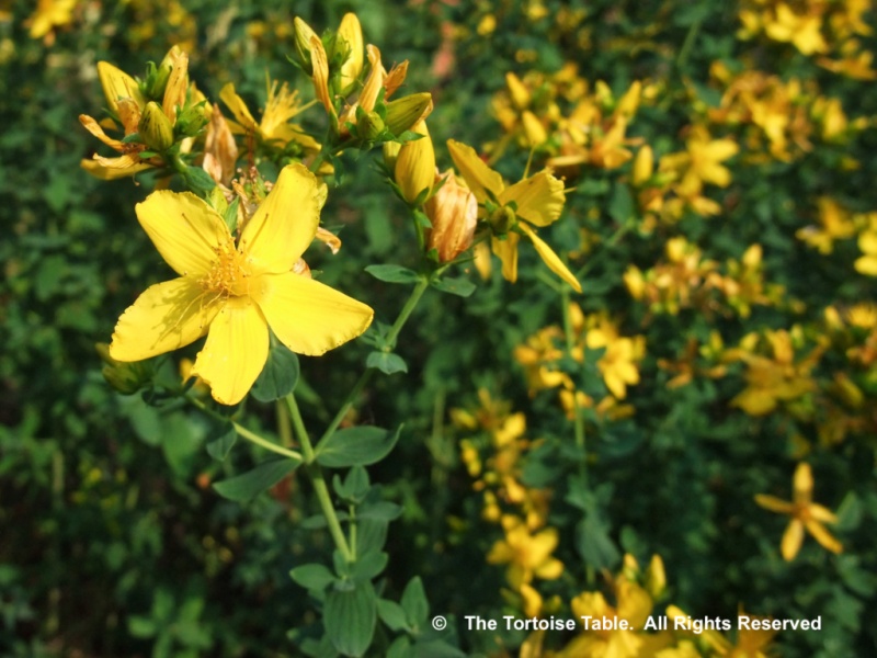Browse and Search the Tortoise Table Plant Database