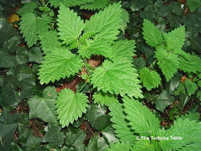 Browse and Search the Tortoise Table Plant Database