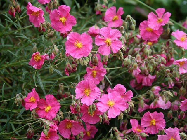 Browse and Search the Tortoise Table Plant Database