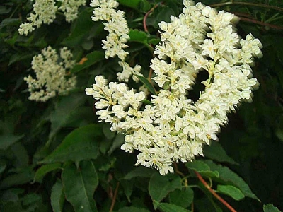 Browse and Search the Tortoise Table Plant Database