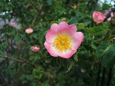 Browse and Search the Tortoise Table Plant Database