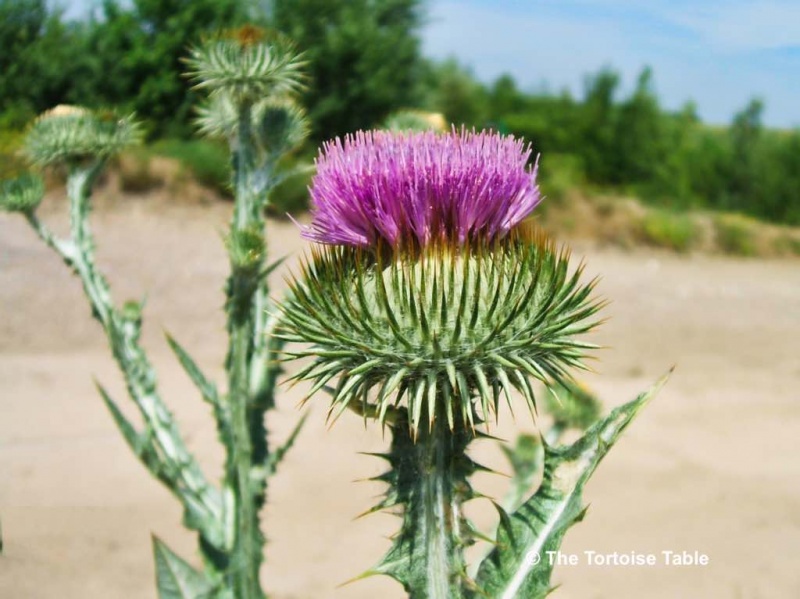 Browse and Search the Tortoise Table Plant Database
