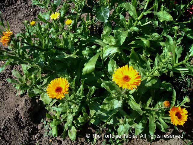 Browse and Search the Tortoise Table Plant Database