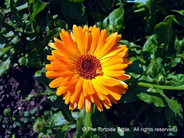 Browse and Search the Tortoise Table Plant Database