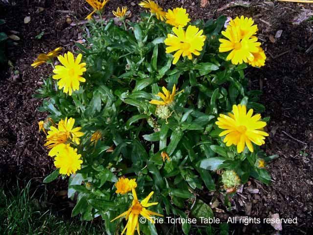 Browse and Search the Tortoise Table Plant Database