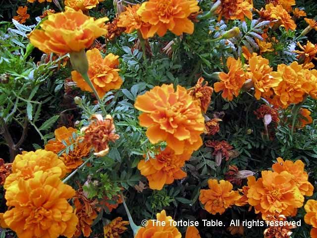 Browse and Search the Tortoise Table Plant Database
