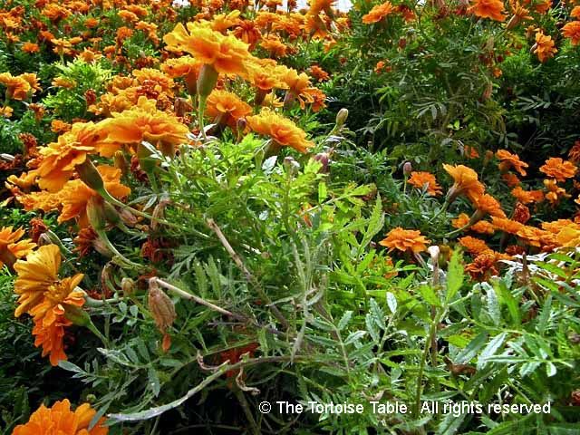 Browse and Search the Tortoise Table Plant Database