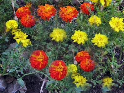 Browse and Search the Tortoise Table Plant Database