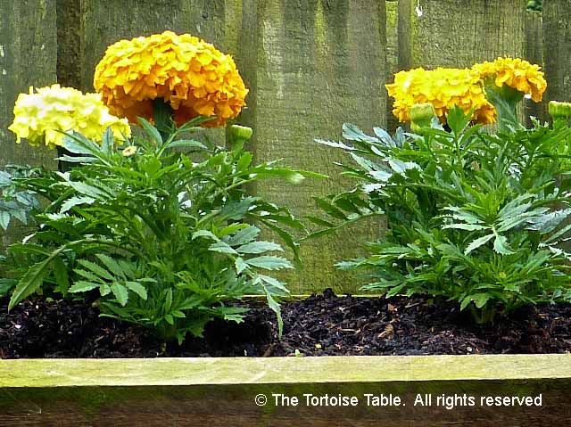 Browse and Search the Tortoise Table Plant Database