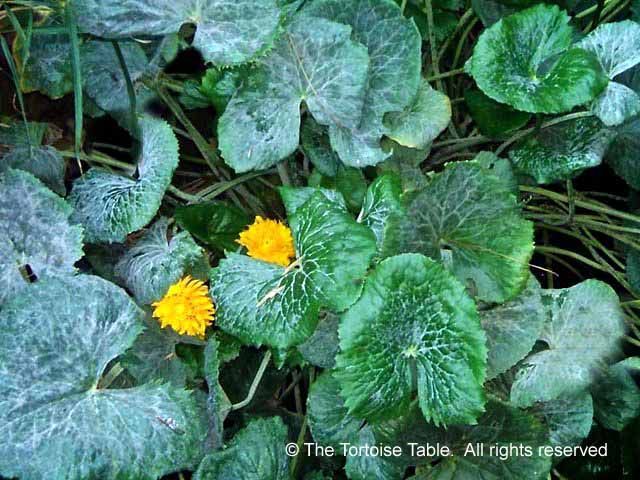 Browse and Search the Tortoise Table Plant Database