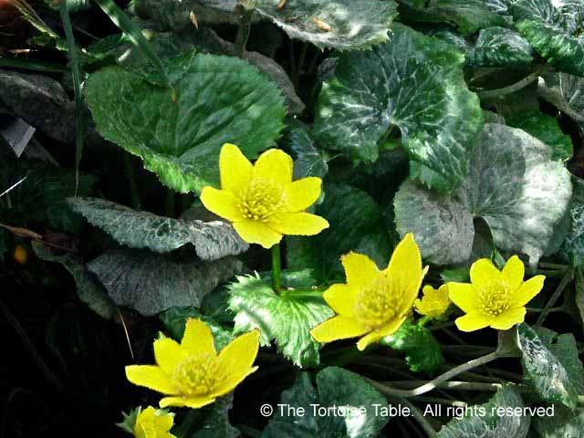 Browse and Search the Tortoise Table Plant Database
