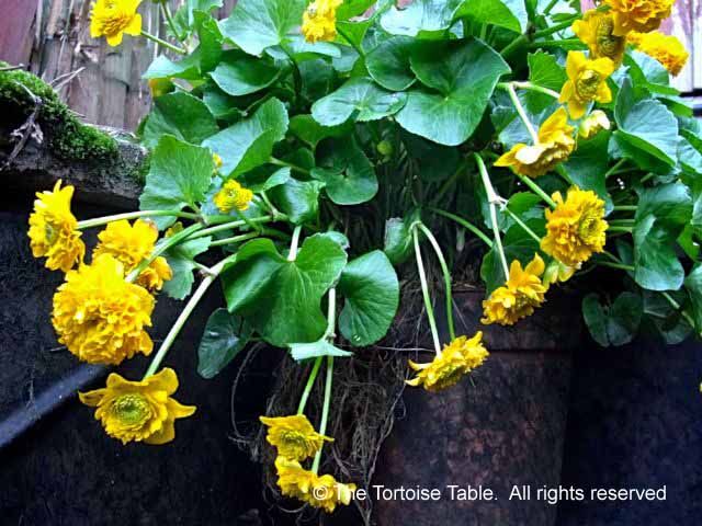 Browse and Search the Tortoise Table Plant Database