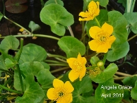 Browse the Tortoise Table Plant Database by A-Z