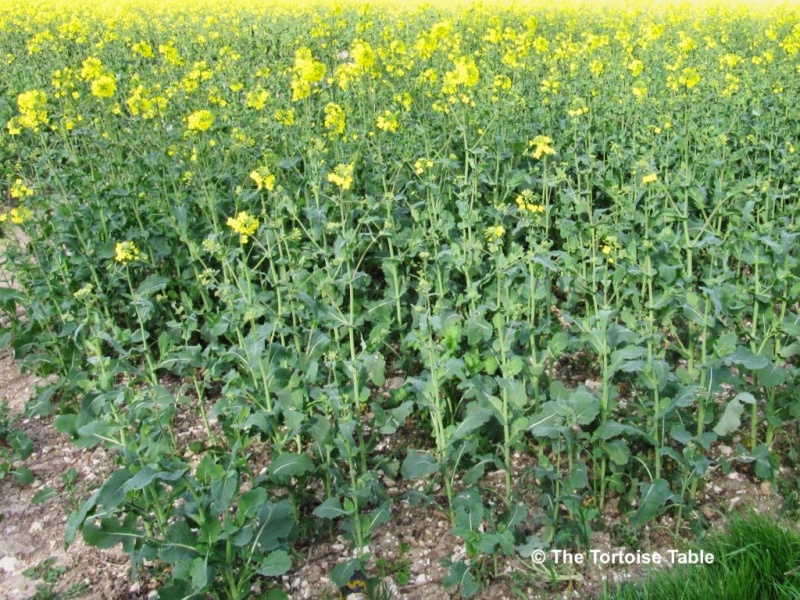 Browse and Search the Tortoise Table Plant Database