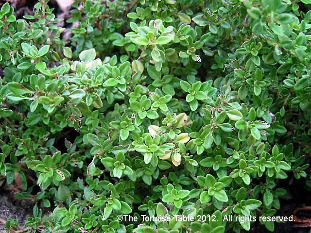 Browse and Search the Tortoise Table Plant Database