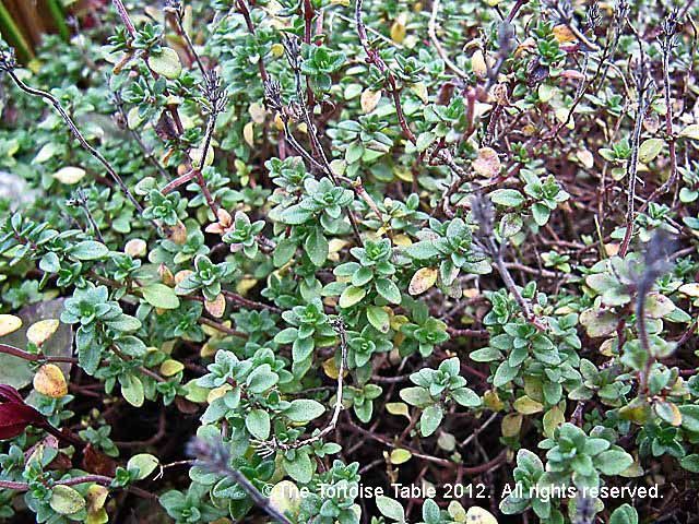 Browse and Search the Tortoise Table Plant Database