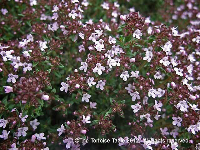 Browse and Search the Tortoise Table Plant Database