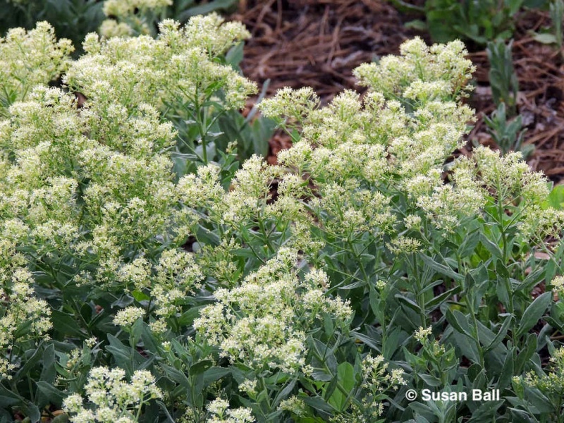 Browse and Search the Tortoise Table Plant Database