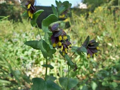Browse and Search the Tortoise Table Plant Database