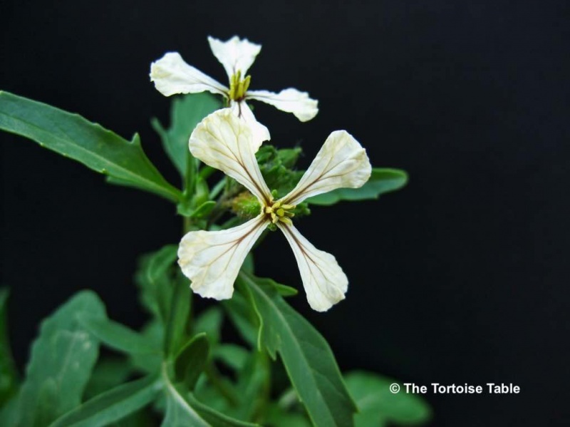 Browse and Search the Tortoise Table Plant Database