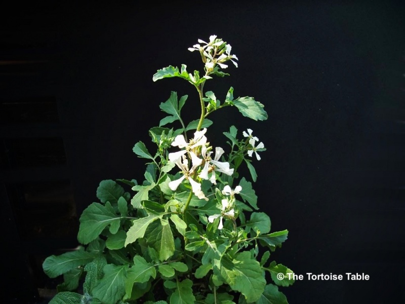 Browse and Search the Tortoise Table Plant Database