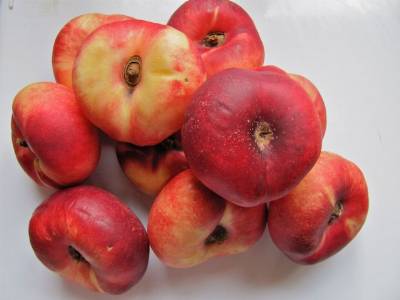 Browse and Search the Tortoise Table Plant Database