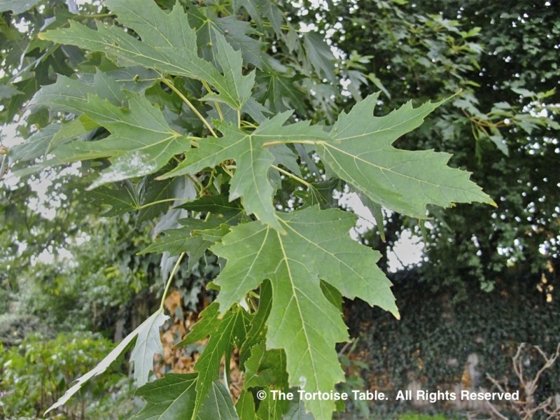 Browse and Search the Tortoise Table Plant Database