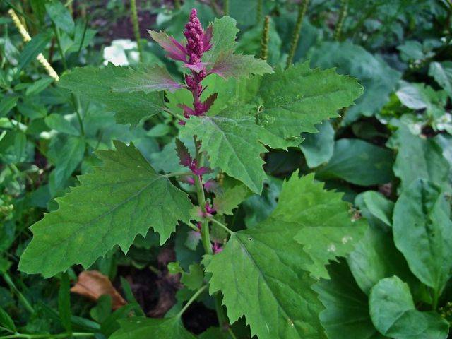 Browse and Search the Tortoise Table Plant Database