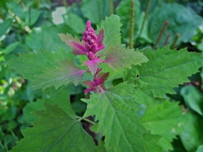 Browse and Search the Tortoise Table Plant Database