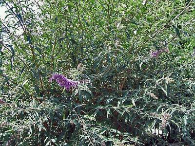 Browse and Search the Tortoise Table Plant Database