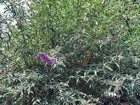 Browse and Search the Tortoise Table Plant Database