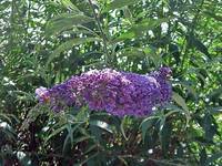 Browse and Search the Tortoise Table Plant Database