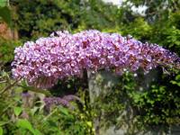 Browse and Search the Tortoise Table Plant Database