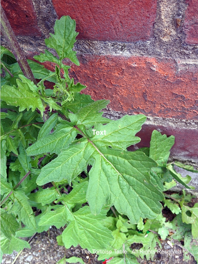 Browse and Search the Tortoise Table Plant Database