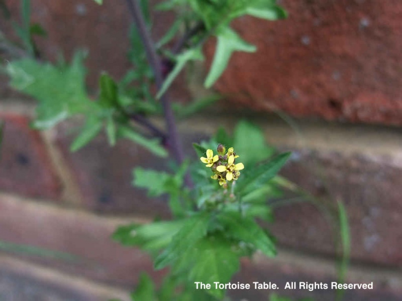 Browse and Search the Tortoise Table Plant Database