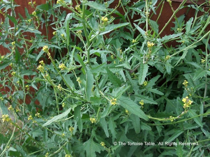 Browse and Search the Tortoise Table Plant Database