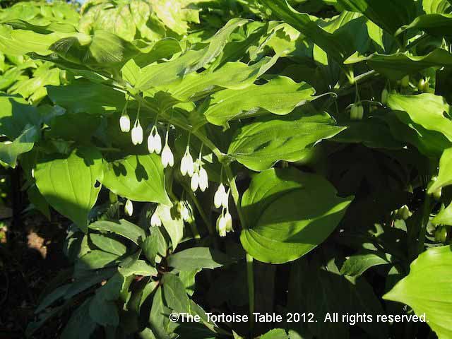 Browse and Search the Tortoise Table Plant Database