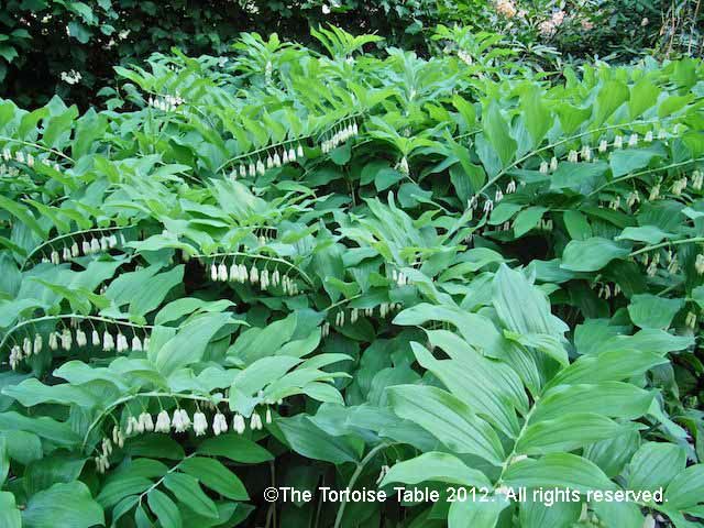 Browse and Search the Tortoise Table Plant Database