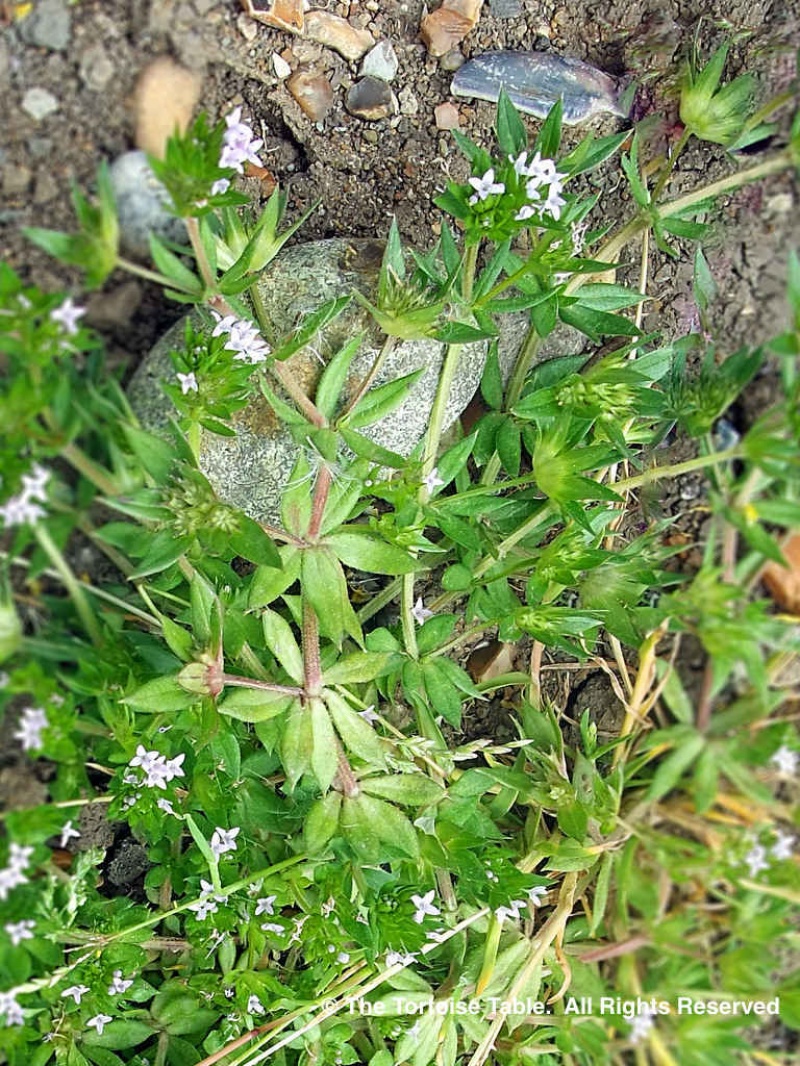 Browse and Search the Tortoise Table Plant Database