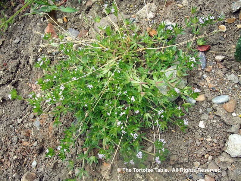 Browse and Search the Tortoise Table Plant Database