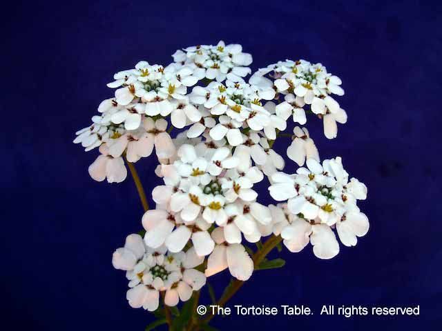 Browse and Search the Tortoise Table Plant Database