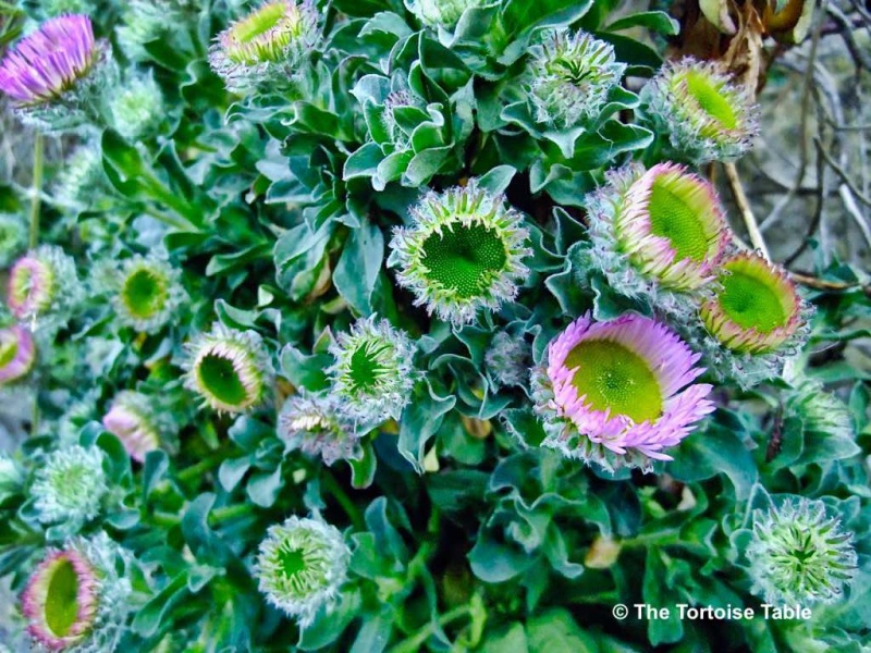 Browse and Search the Tortoise Table Plant Database