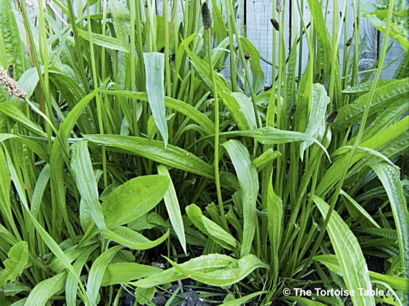 Browse and Search the Tortoise Table Plant Database